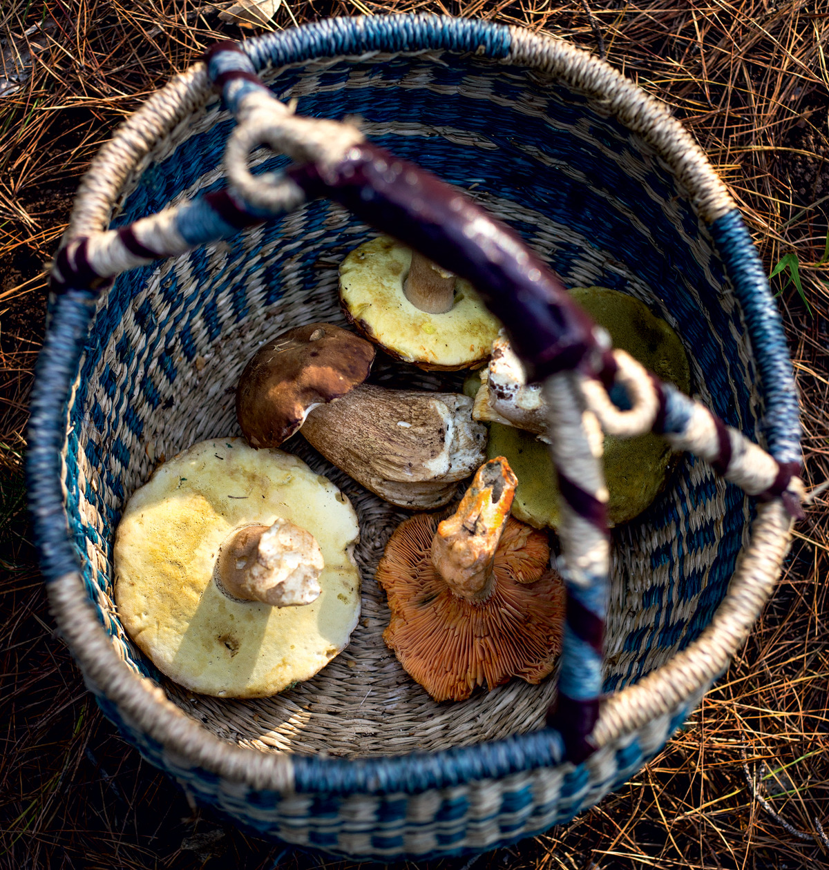 Know your fungi | Woolworths TASTE